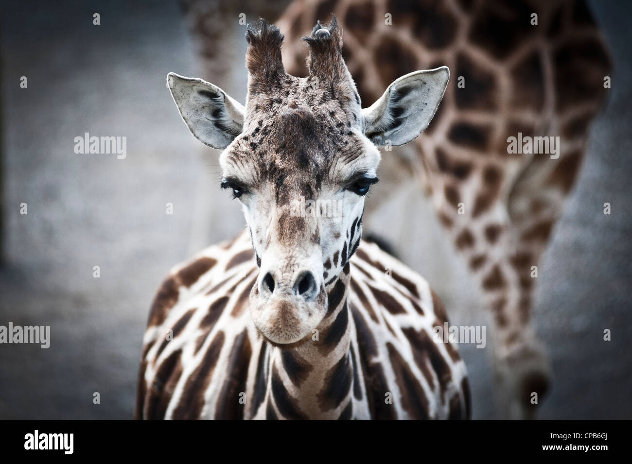Giraffe Eyelashes High Resolution Stock Photography and Images - Alamy