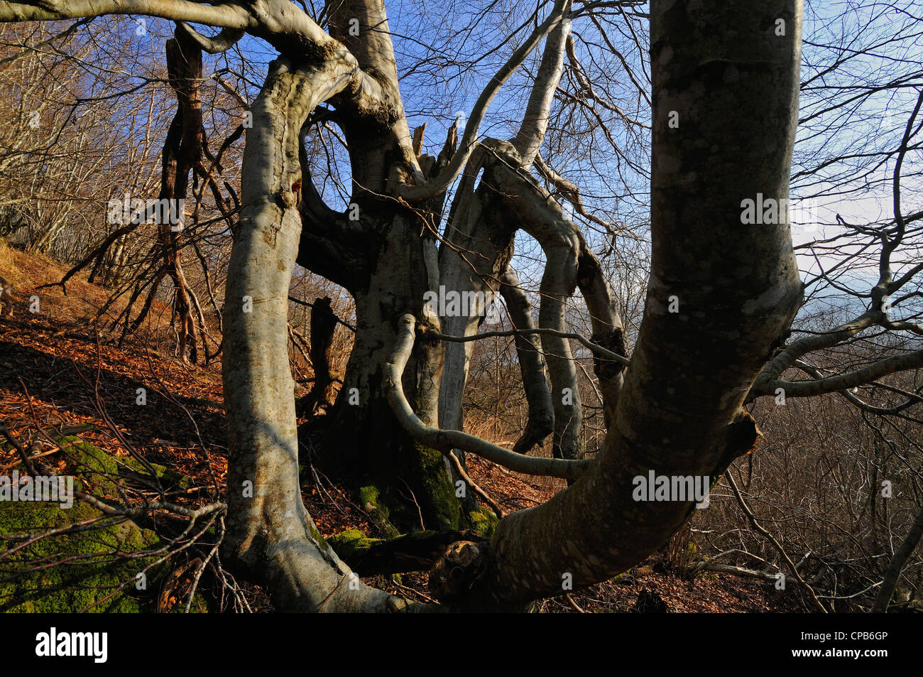 Deformed tree hi-res stock photography and images - Alamy