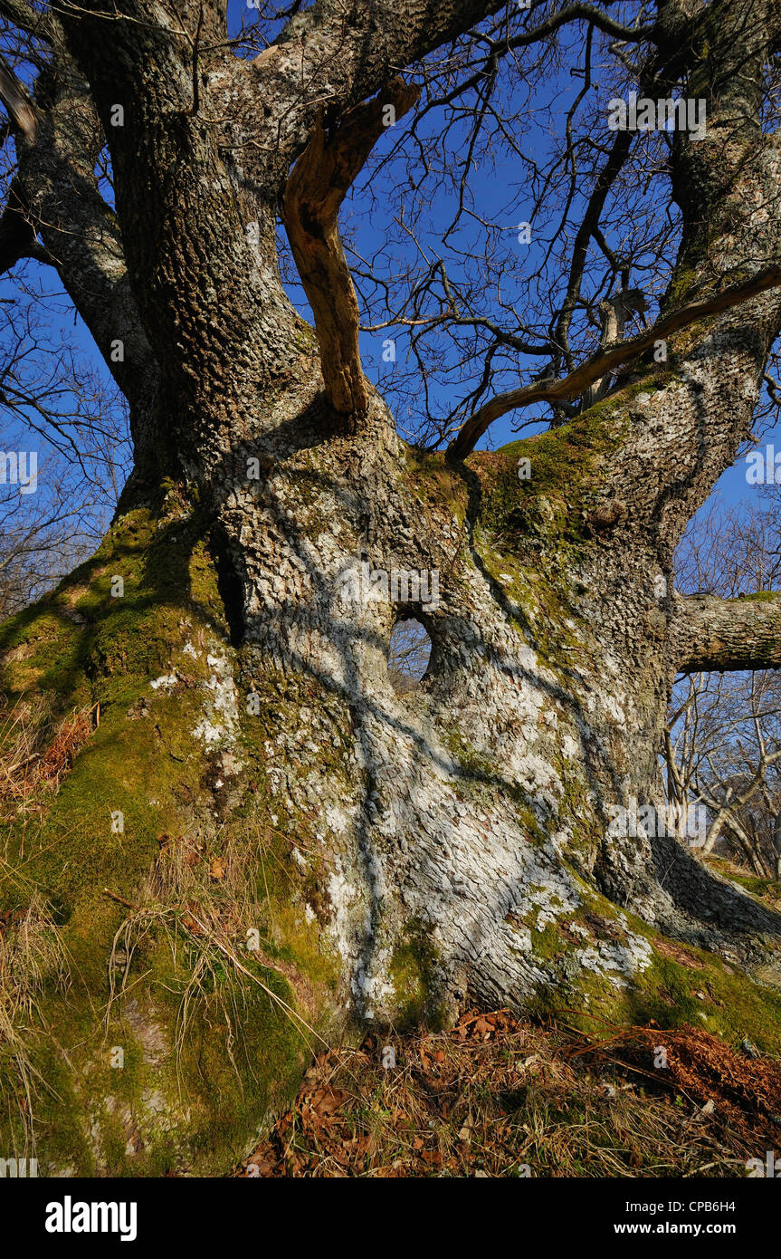 Oak Tree Trunk Hole High Resolution Stock Photography and Images - Alamy