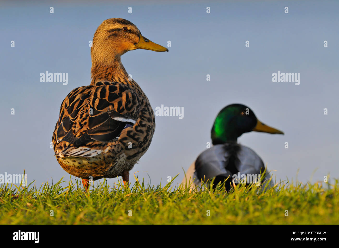 Native scottish bird hi-res stock photography and images - Alamy