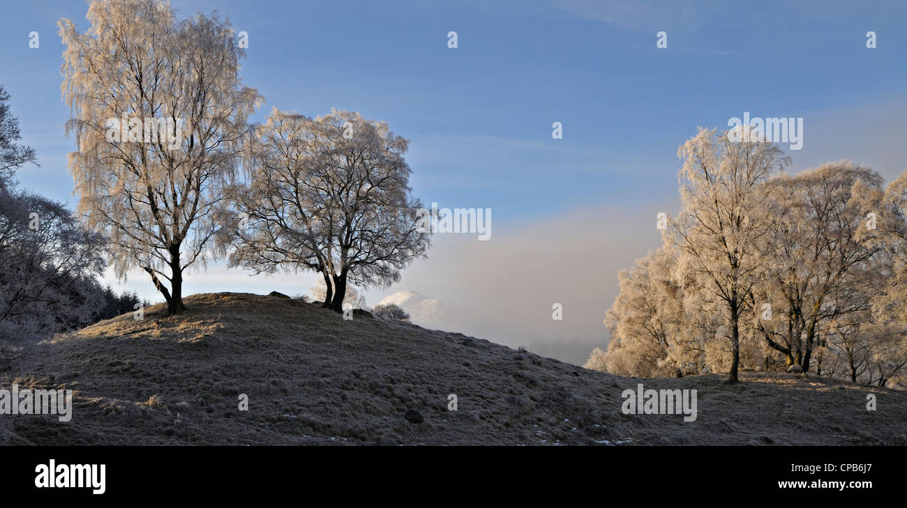 Fine winter morning in Glen Dochart, with frosted backlit trees and ...