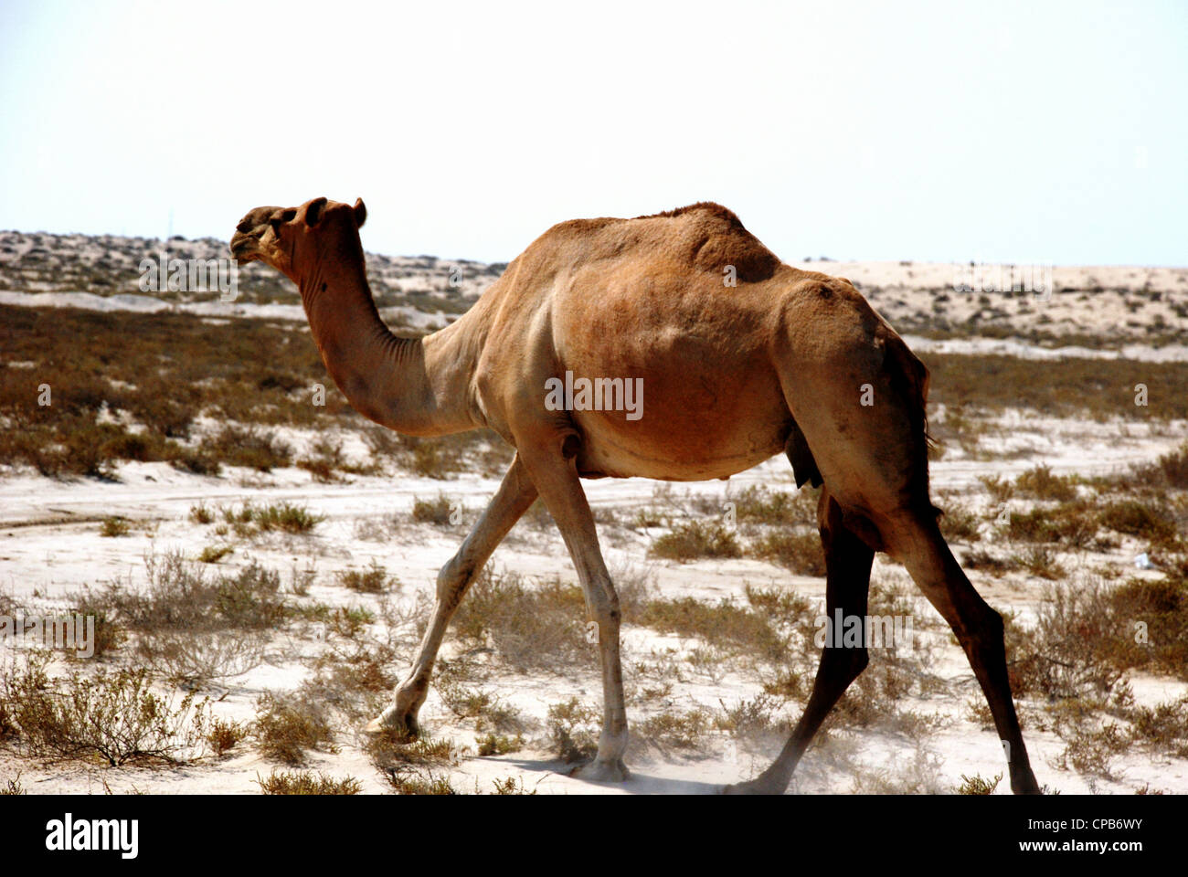 Camel arab desert hi-res stock photography and images - Alamy