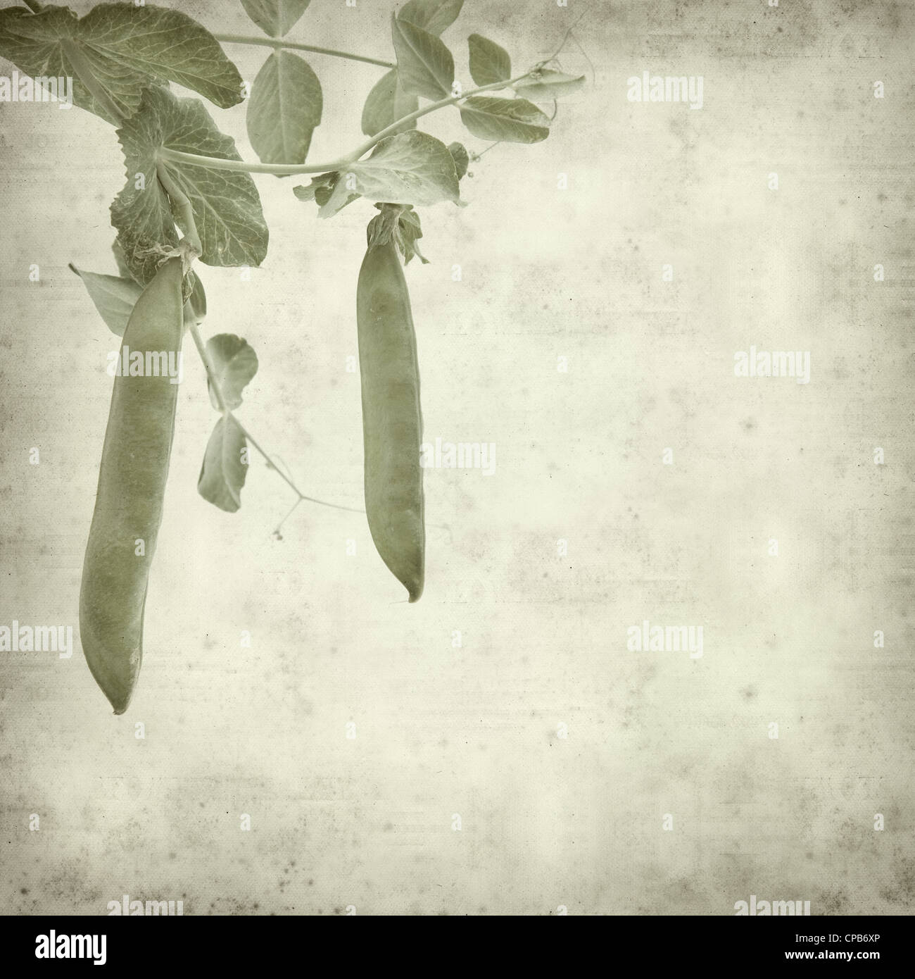 textured old paper background with growing pea pods Stock Photo - Alamy