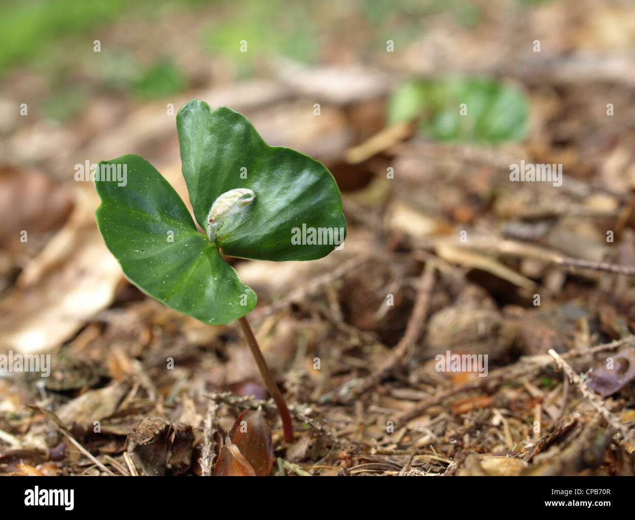 seedlings from beech trees / Fagus / Setzlinge von Buchen Stock Photo ...