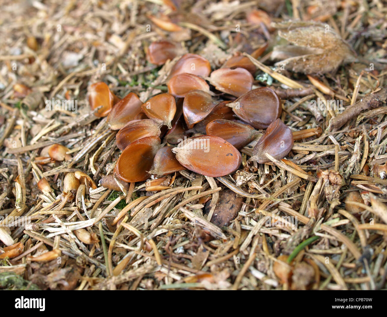seeds from beech trees / Fagus / Buchensamen Stock Photo - Alamy