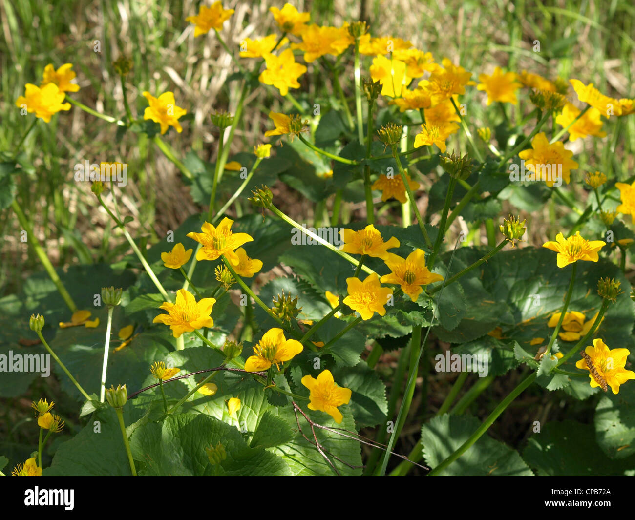 Marsh marigold caltha palustris hi-res stock photography and images - Alamy