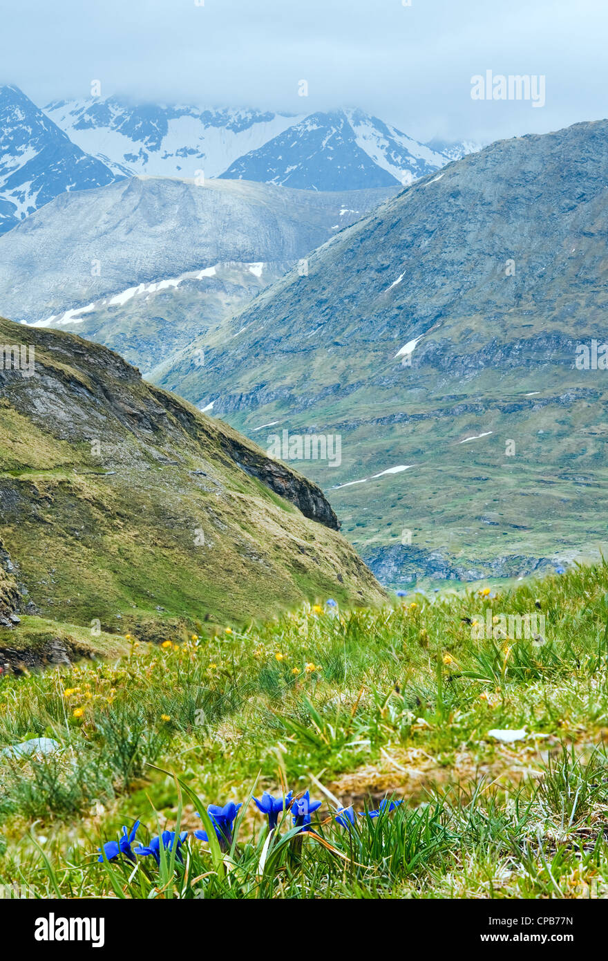 Group of blue alpine flowers on summer mountainside Stock Photo - Alamy