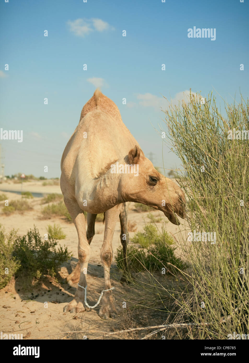 Uae desert camel hi-res stock photography and images - Alamy