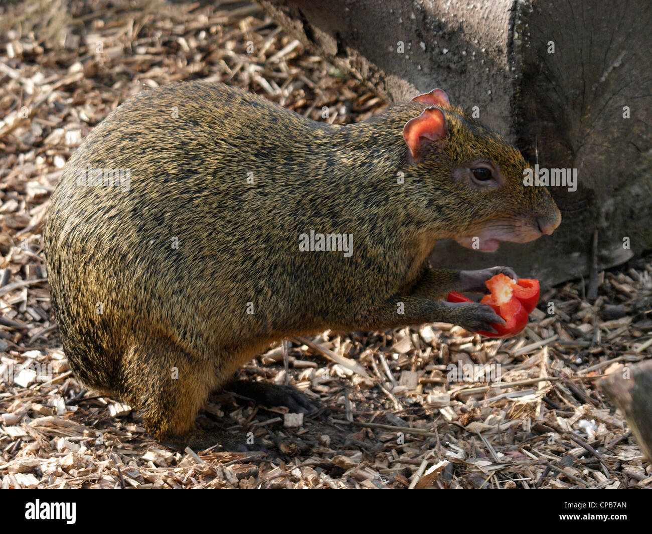 Azaras agouti dasyprocta azarae hi-res stock photography and images - Alamy