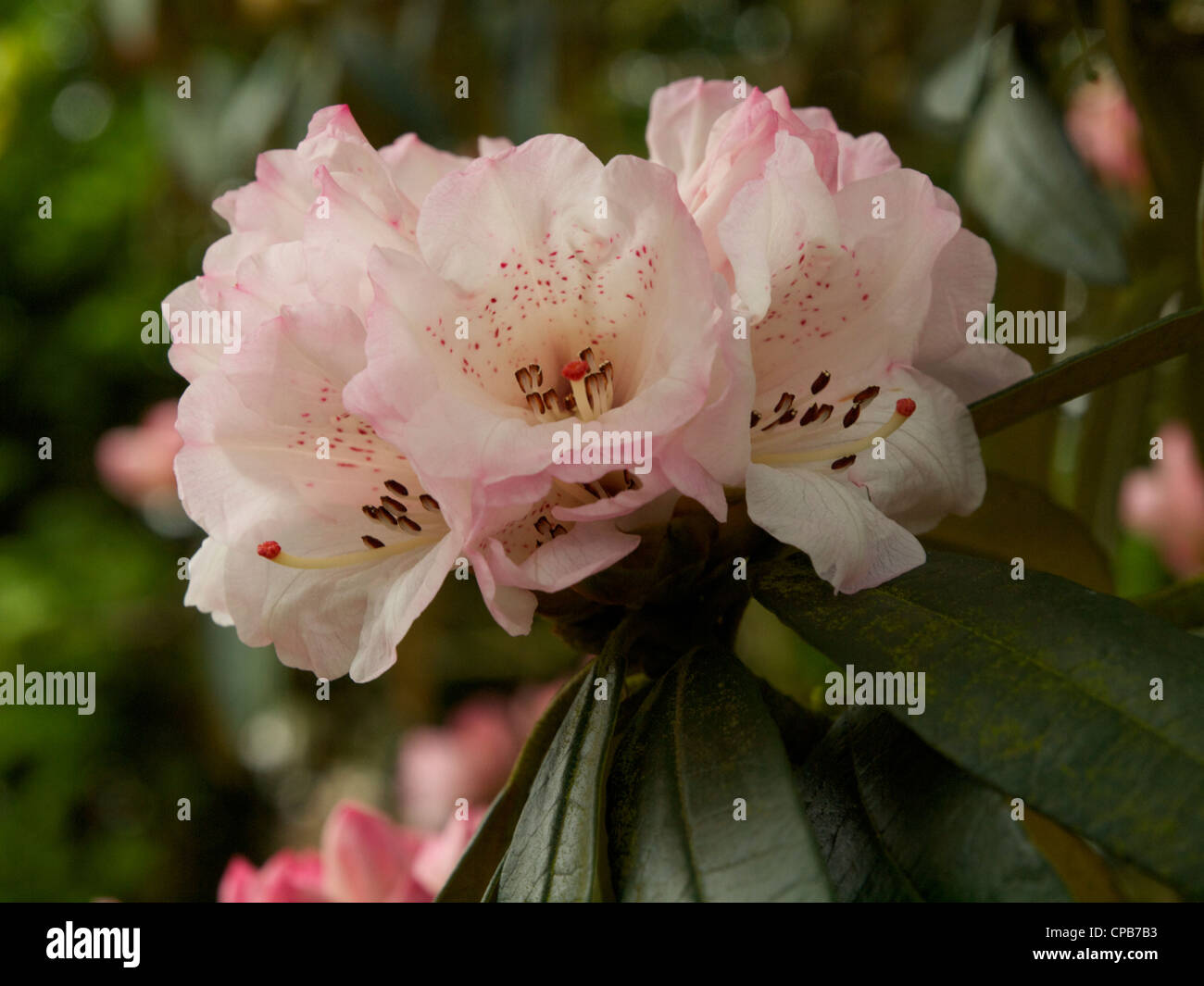 Rhododendron Arboreum High Resolution Stock Photography and Images - Alamy