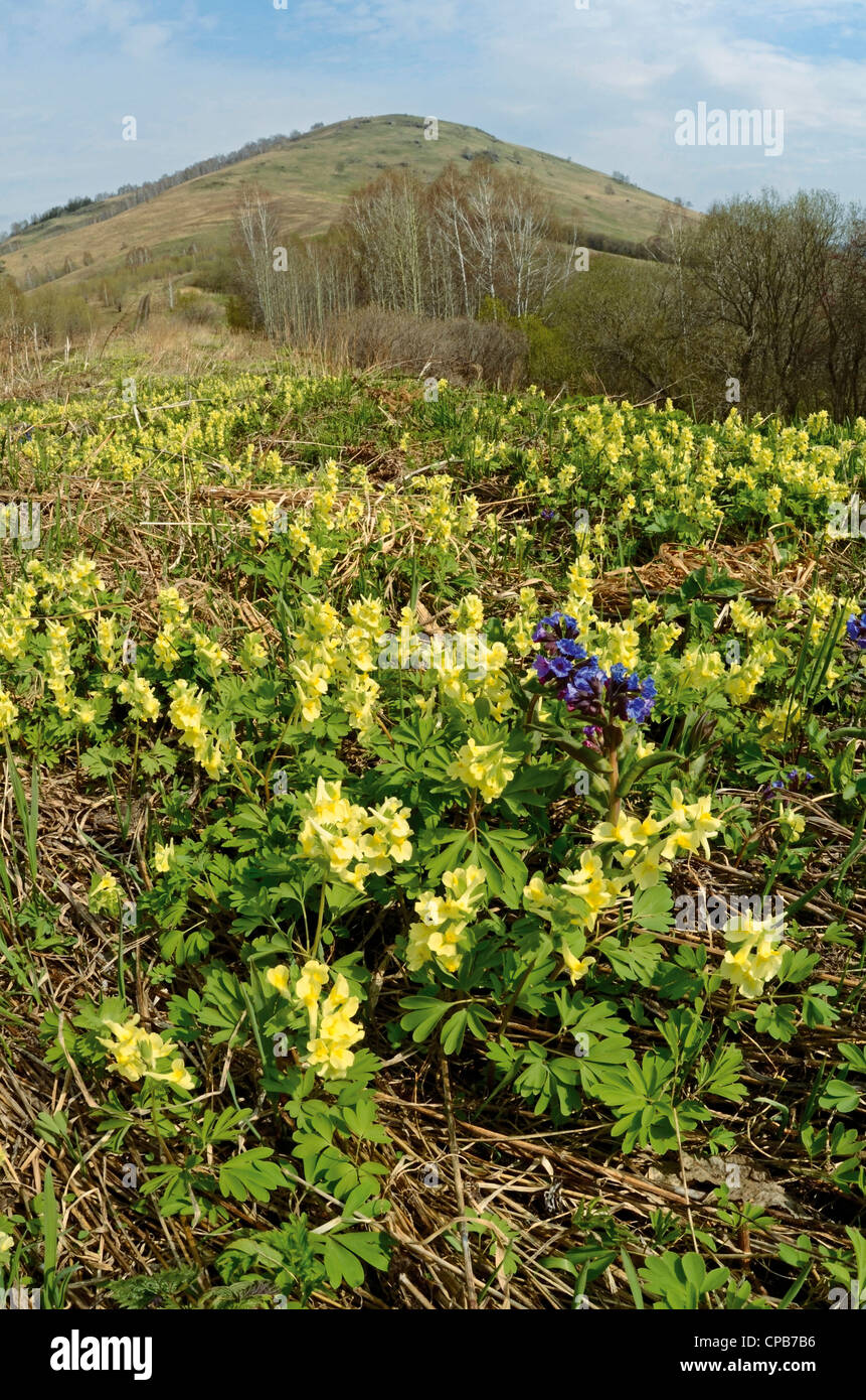 Wild Alpine Flowers Corydalis and Eltosh Mount Altai krai Russia ...