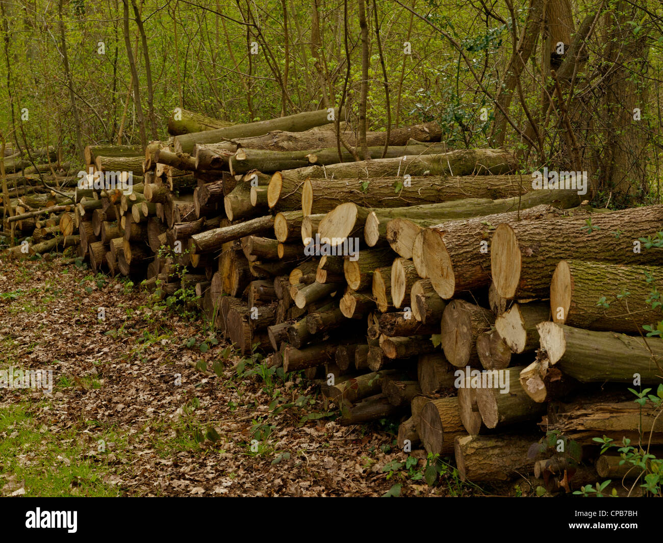 Logs cut during woodland management at Marks Hill Nature Reserve in ...