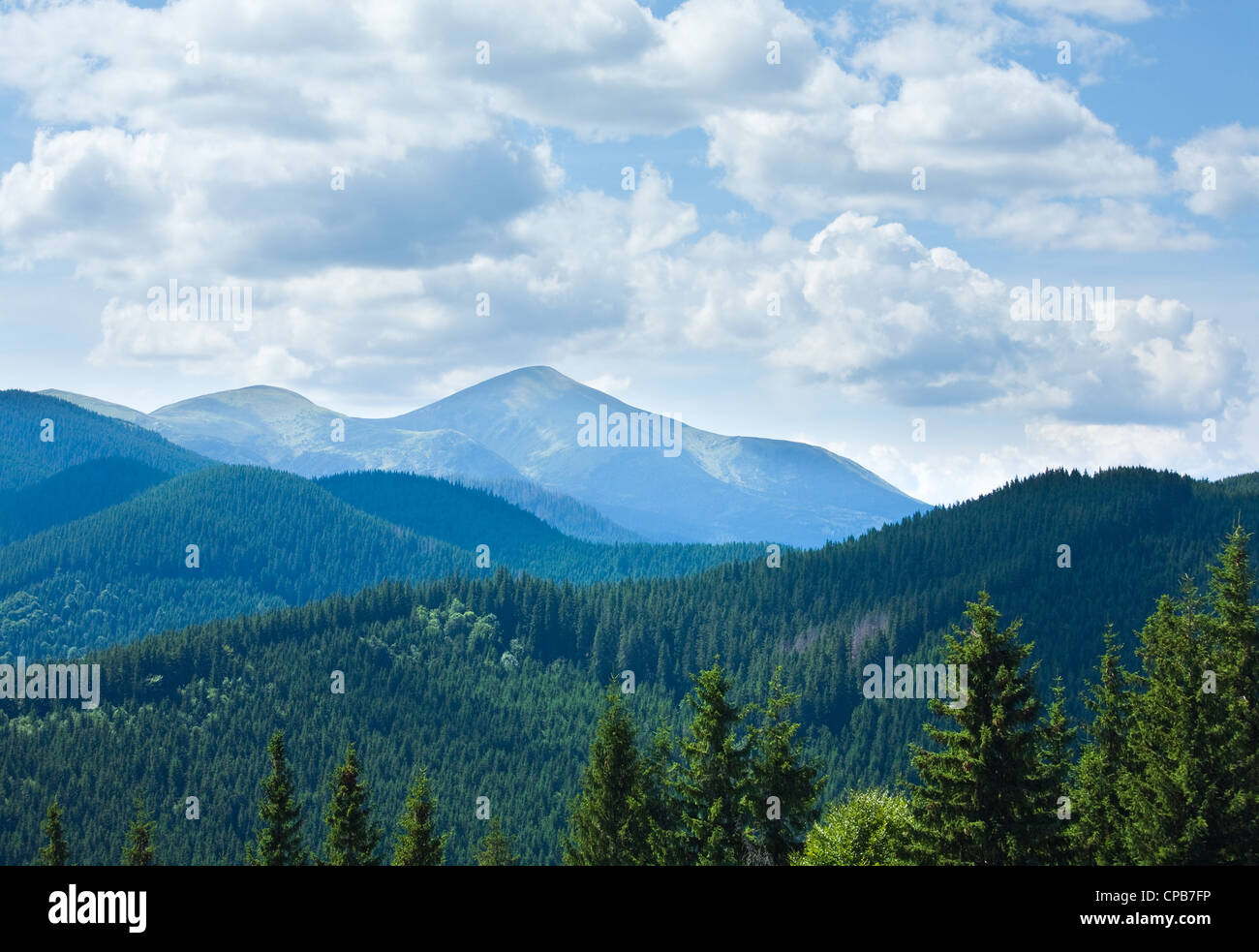 Summer misty mountain landscape with fir forest in front (Goverla Mount ...