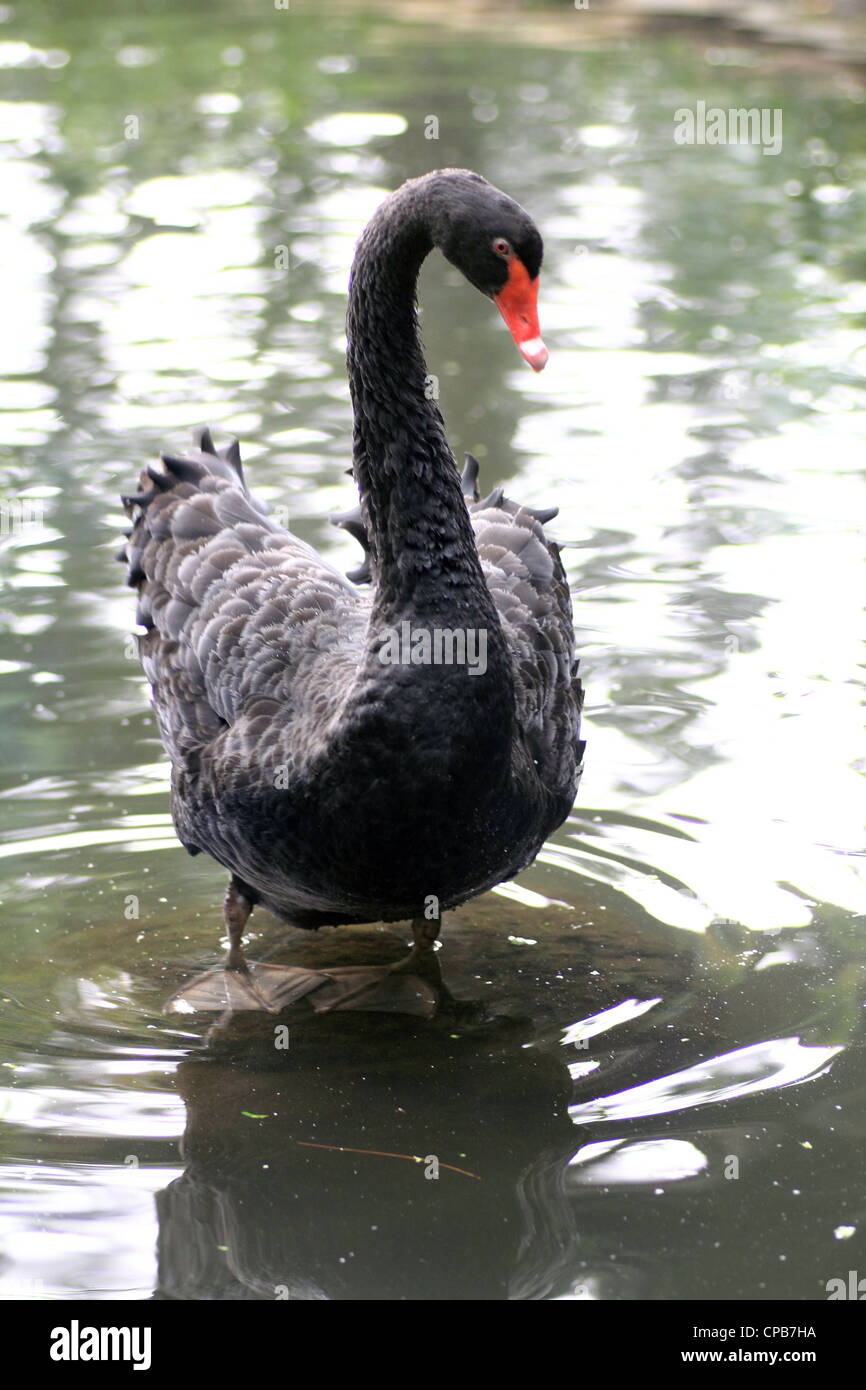 black swan in the pool Stock Photo - Alamy