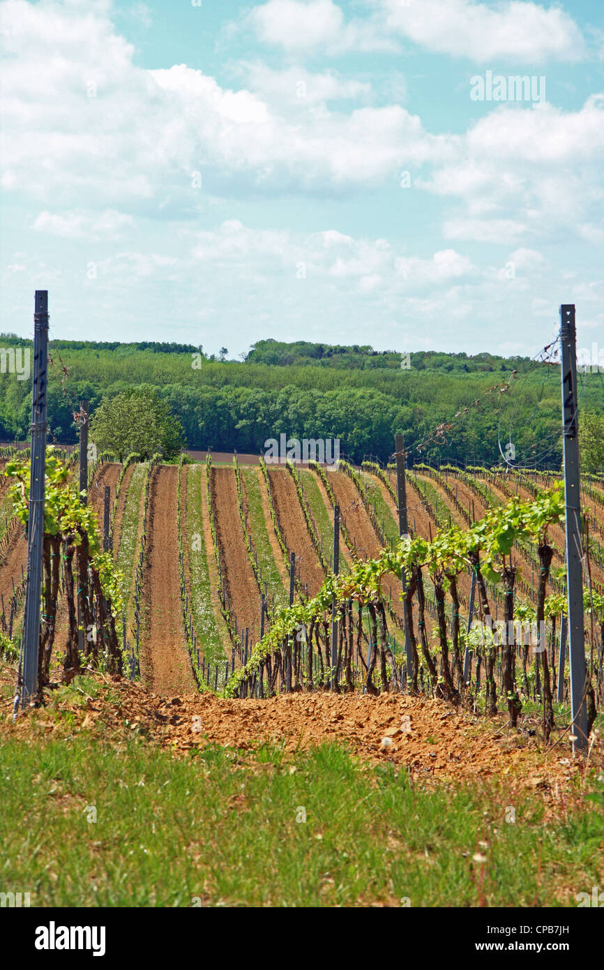 Vineyard in spring Stock Photo - Alamy