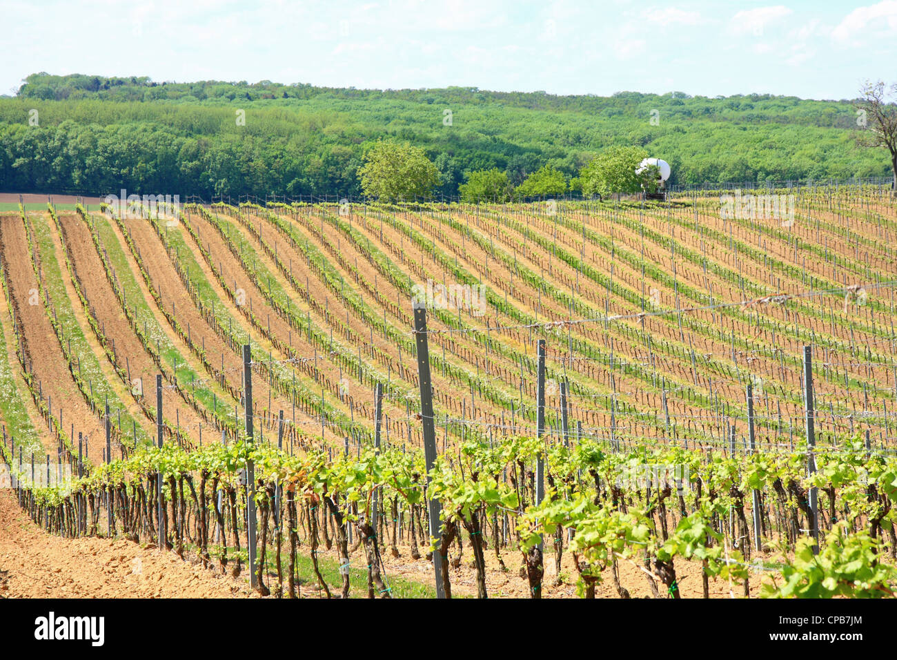 Vineyard in spring Stock Photo - Alamy