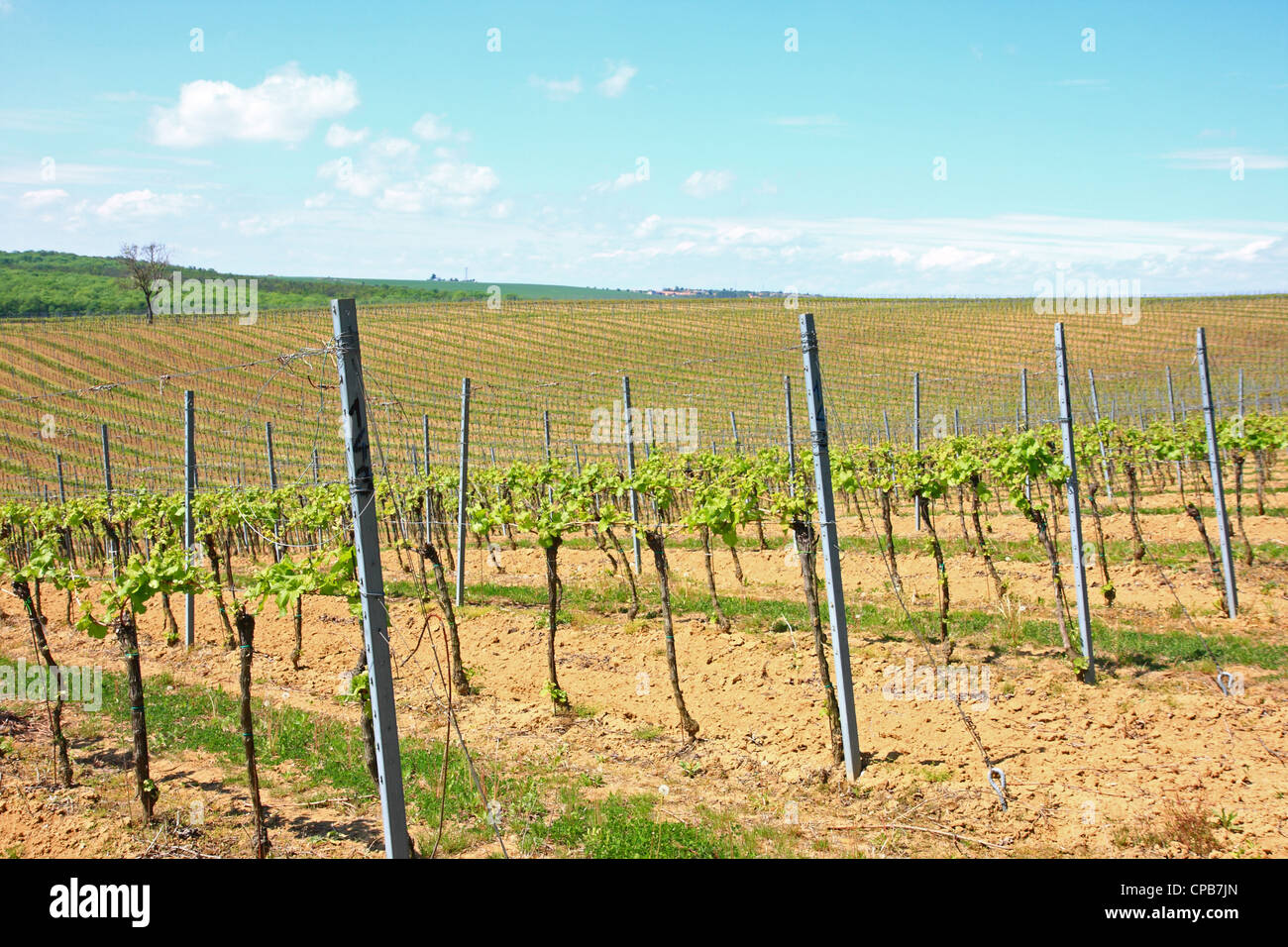 Vineyard spring hi-res stock photography and images - Alamy