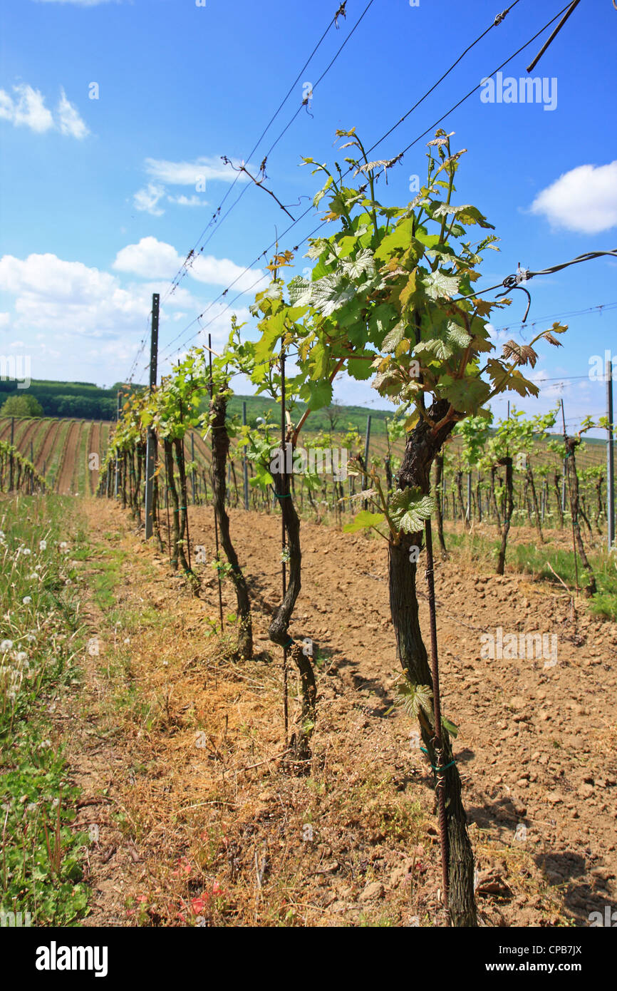 Vineyard spring hi-res stock photography and images - Alamy