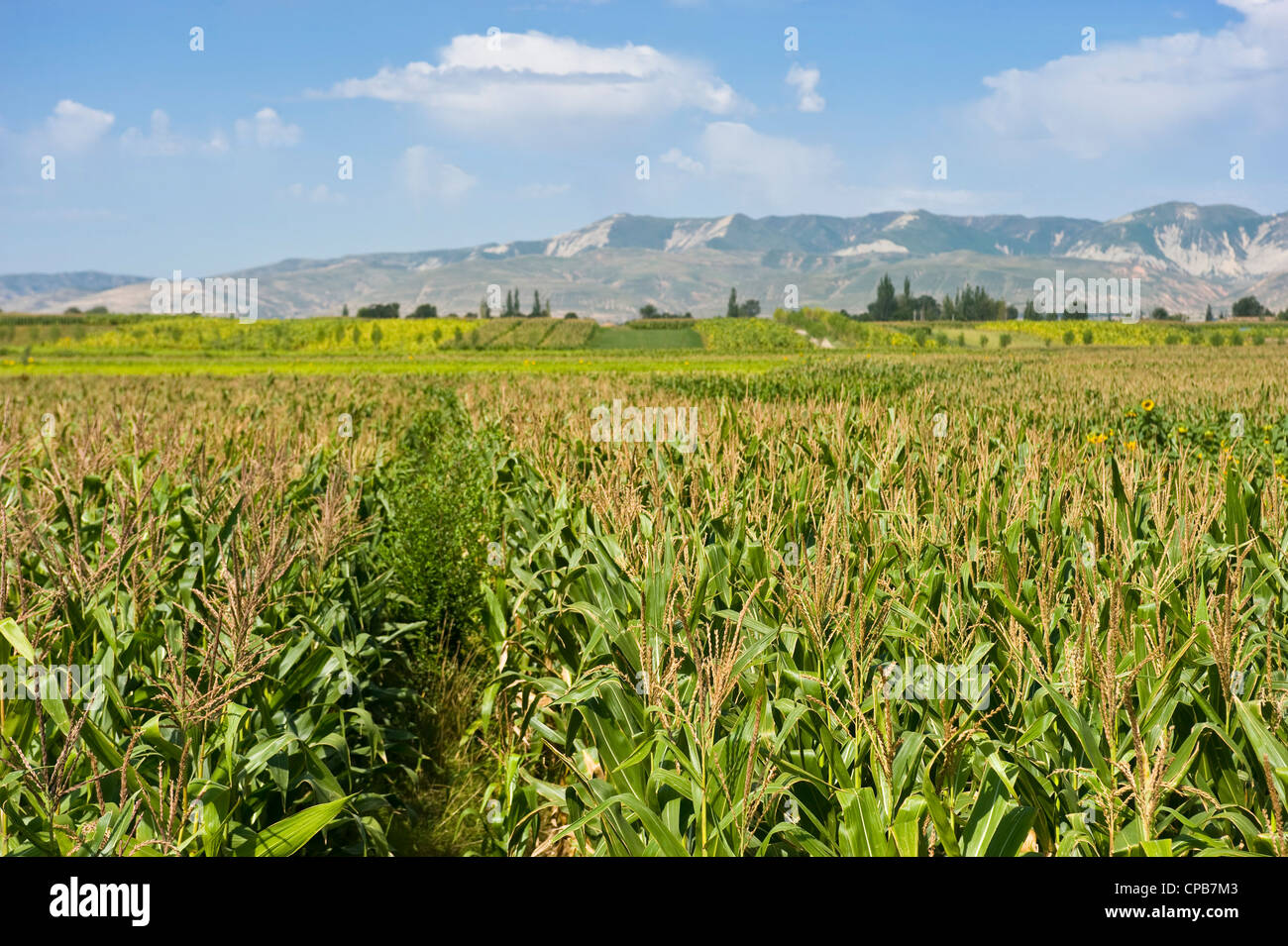 Sweetcorn crops growing in a field - a common crop in this part of ...