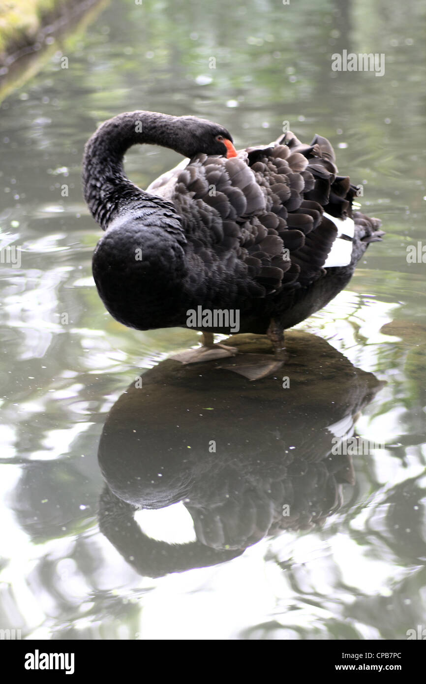 black swan in the pool Stock Photo - Alamy