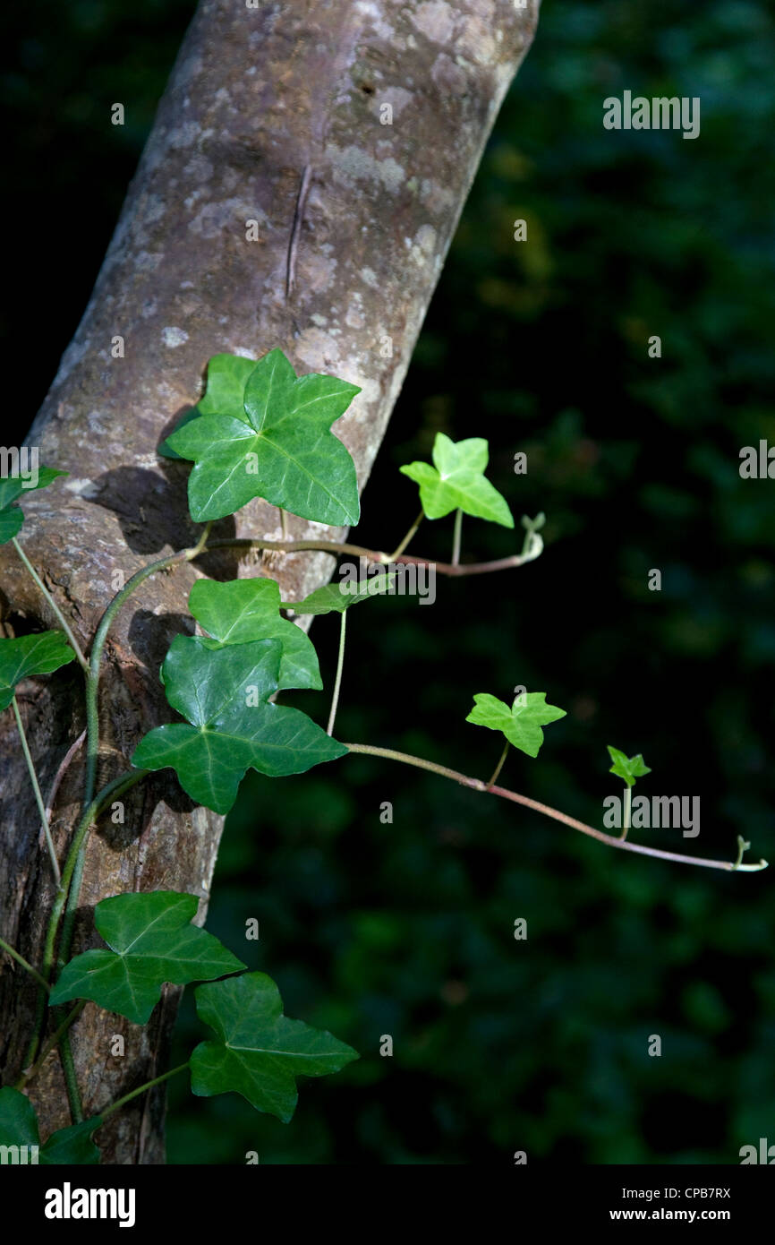 Ivy vine on tree hi-res stock photography and images - Alamy