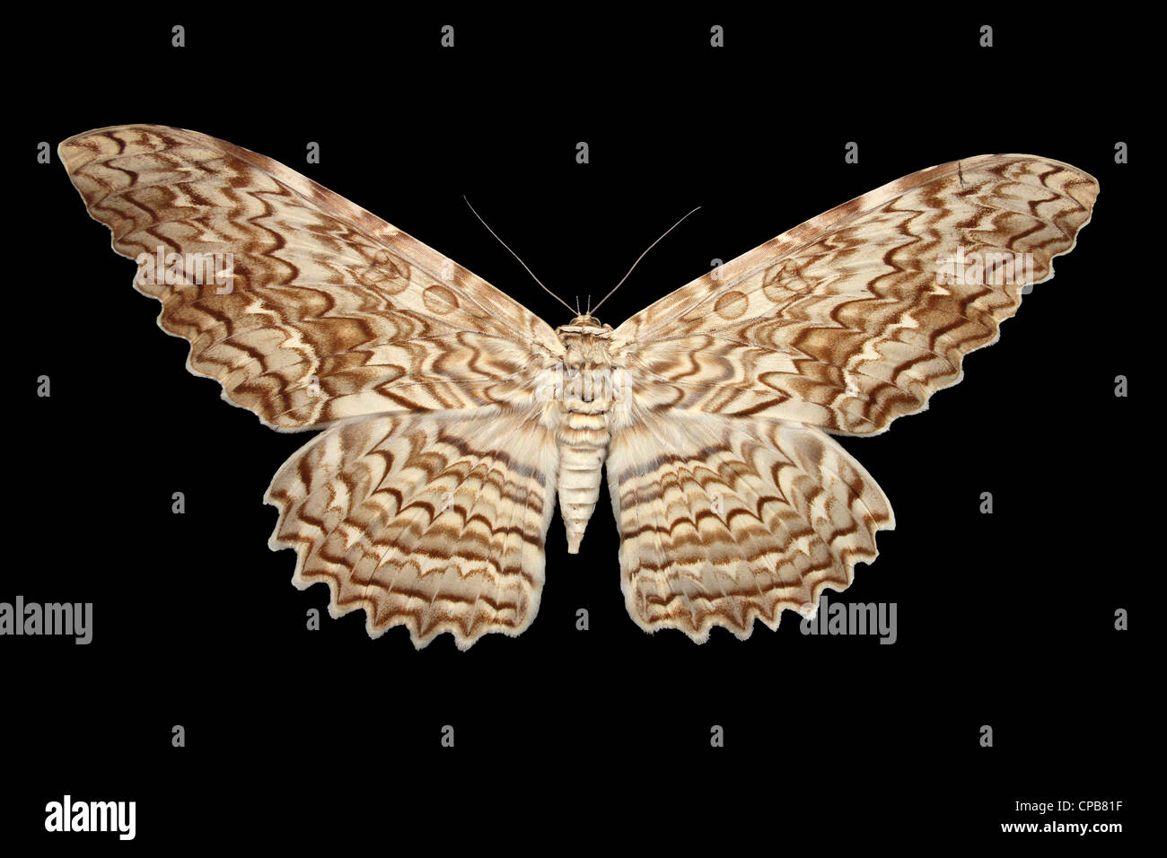 Moth specimens hi-res stock photography and images - Alamy