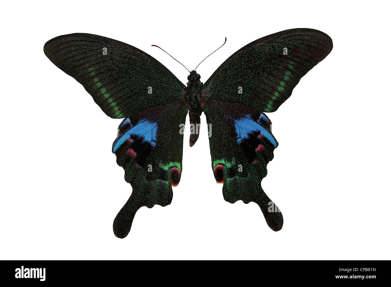 Paris peacock butterfly hi-res stock photography and images - Alamy