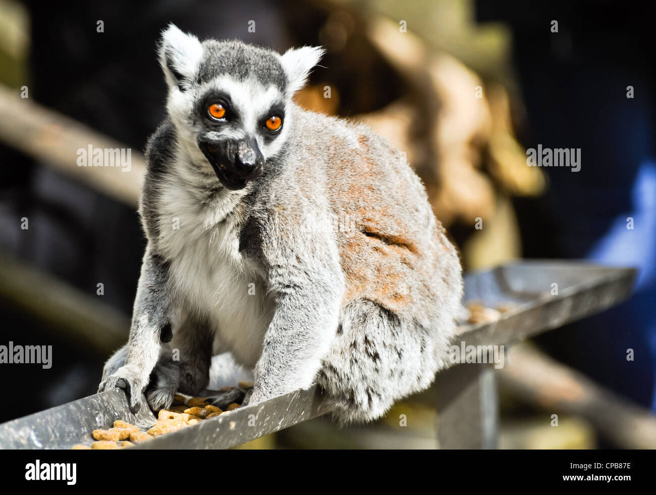 lemur monkey feeding in a zoo Stock Photo - Alamy