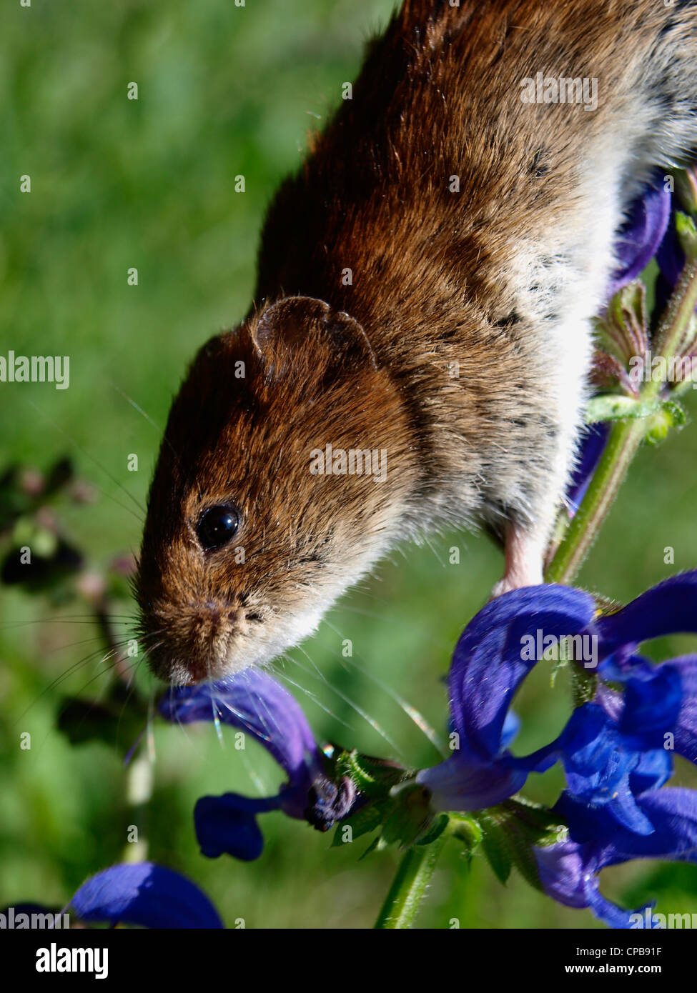 Cute little vole and a flower Stock Photo - Alamy