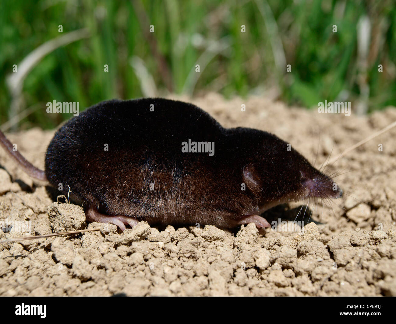 Common shrew hi-res stock photography and images - Alamy