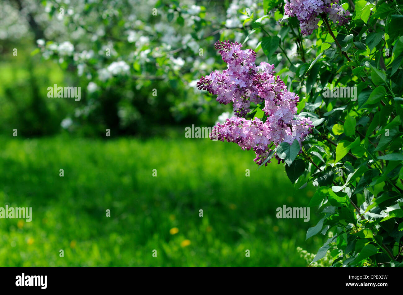 Lilac bush with a blooming garden at a background Stock Photo - Alamy