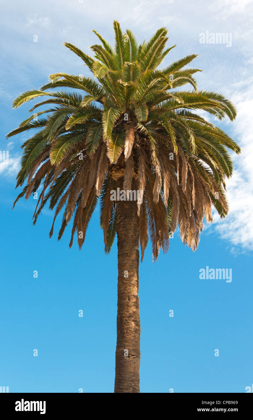 Barcelona palm tree hi-res stock photography and images - Alamy