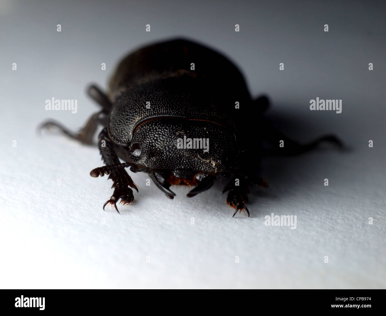 Black stag beetle hi-res stock photography and images - Alamy