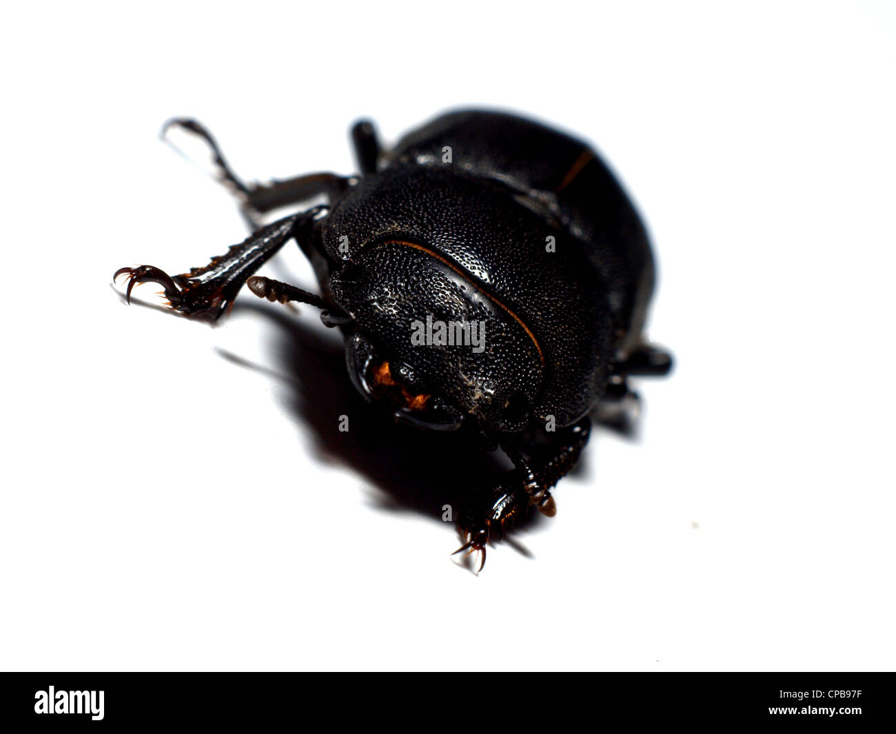 Black stag beetle Cut Out Stock Images & Pictures - Alamy