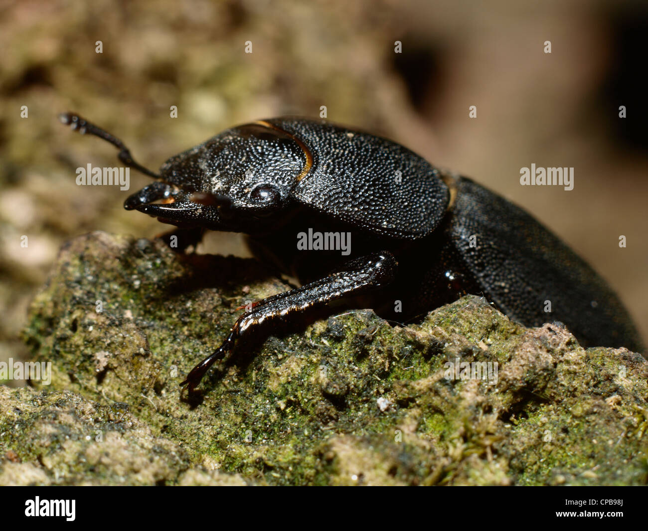 Black stag beetle hi-res stock photography and images - Alamy