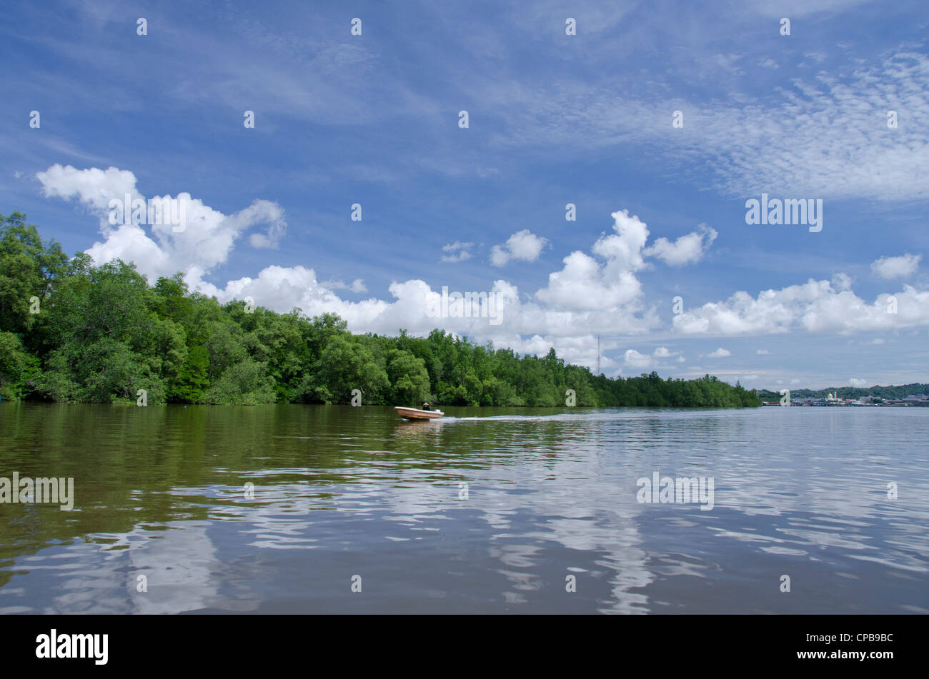 Borneo, Brunei. Dense mangrove forest along the Brunei river not far ...