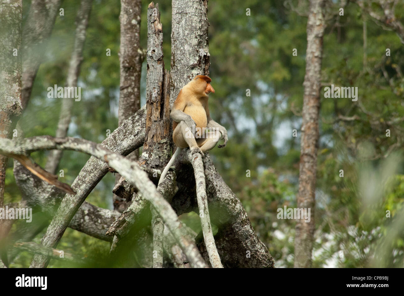 Brunei wildlife hi-res stock photography and images - Alamy