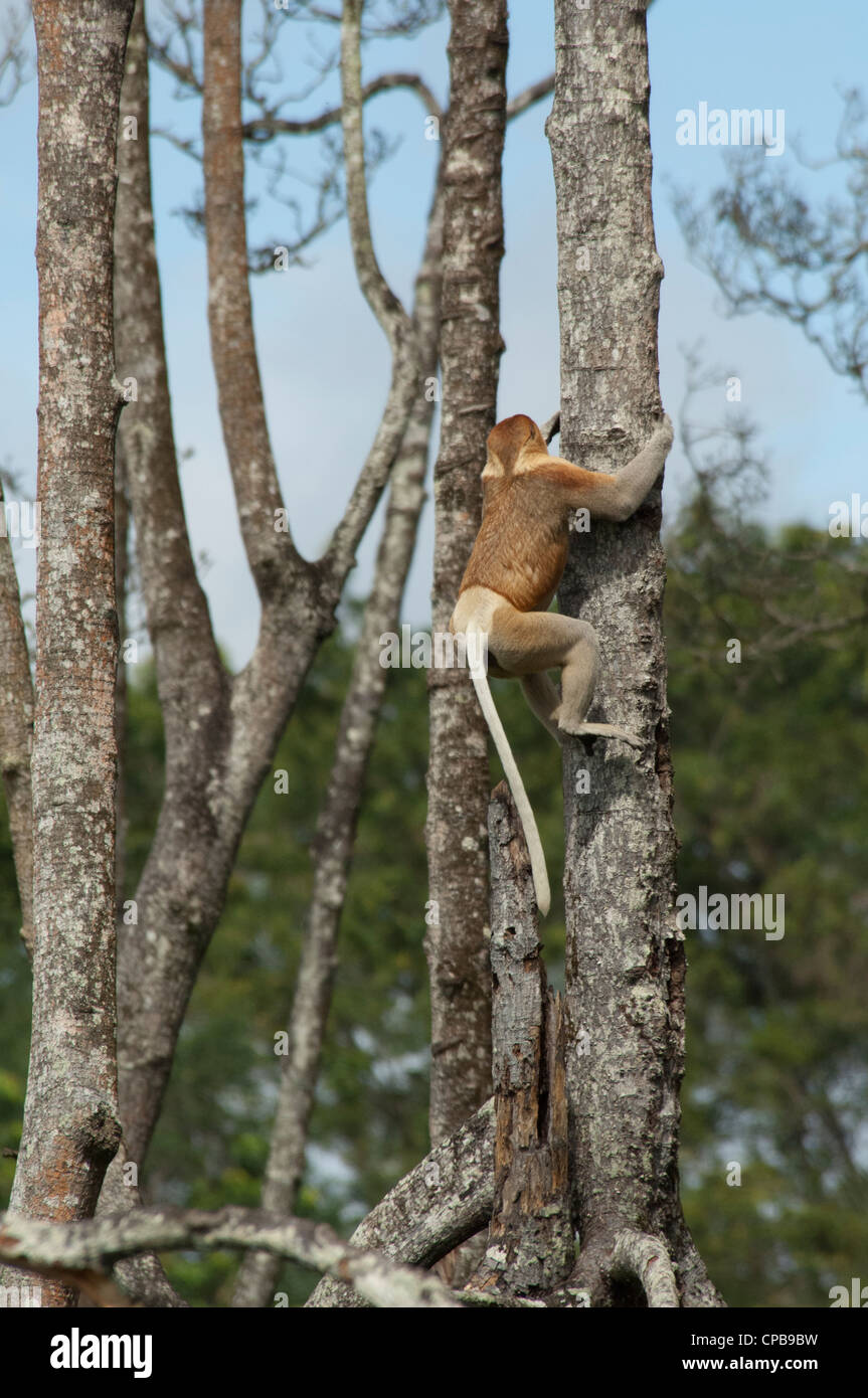 Borneo, Brunei. Mangrove forest on Brunei River, near Bandar Seri ...