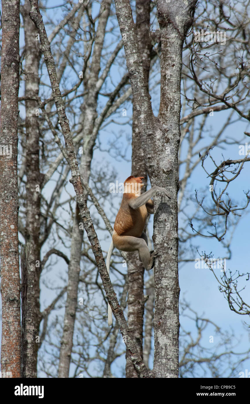 Brunei wildlife hi-res stock photography and images - Alamy