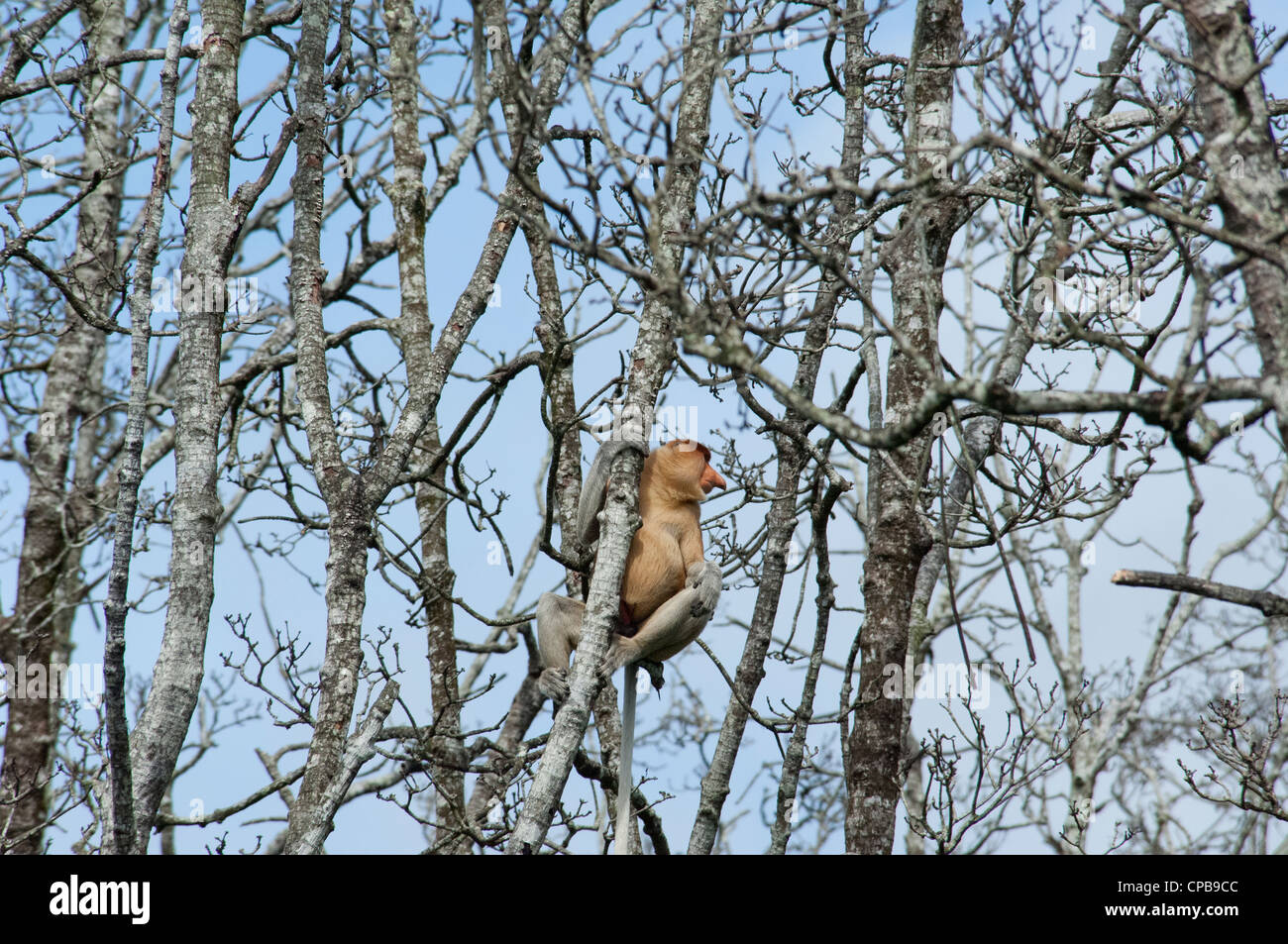 Borneo, Brunei. Mangrove forest on Brunei River, near Bandar Seri ...