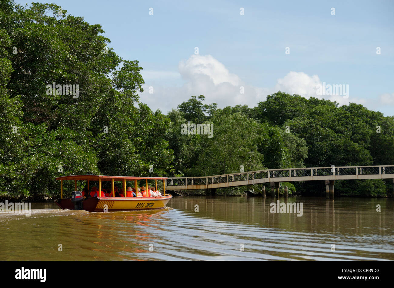 Borneo, Brunei. Dense mangrove forest along the Brunei river not far ...