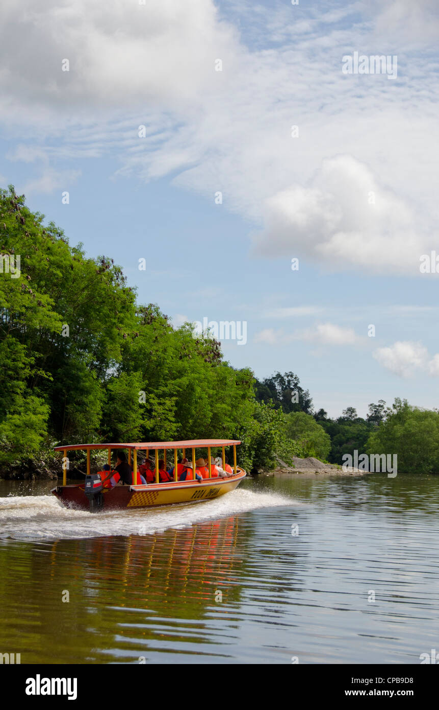 Borneo, Brunei. Dense mangrove forest along the Brunei river not far ...