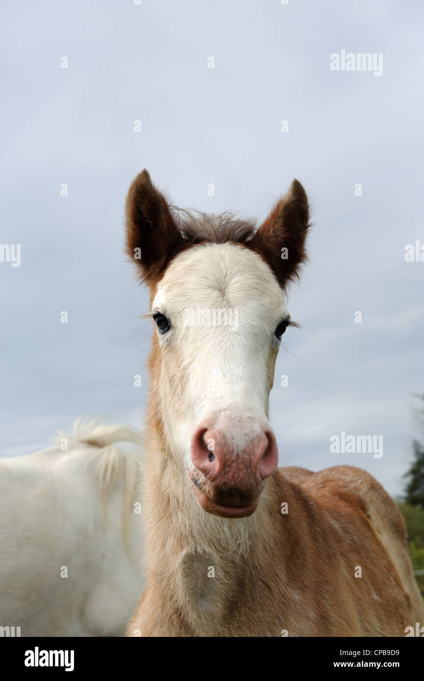 Beautiful foal portrait and blue sky background Stock Photo - Alamy