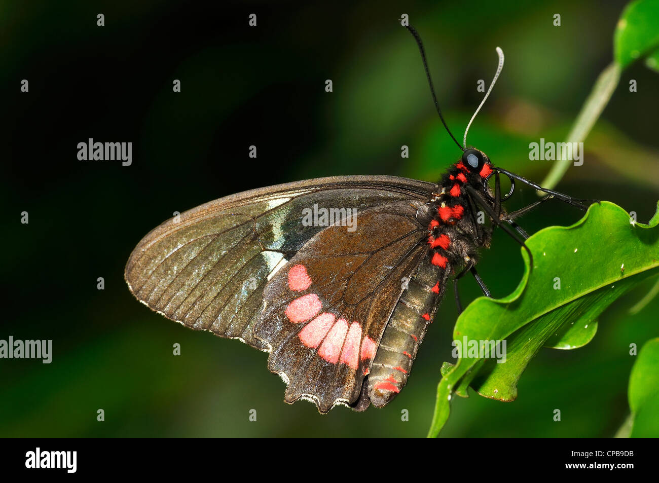 Parides iphidamas (family Papilionidae), commonly known as the Iphidamas Cattleheart and the ...