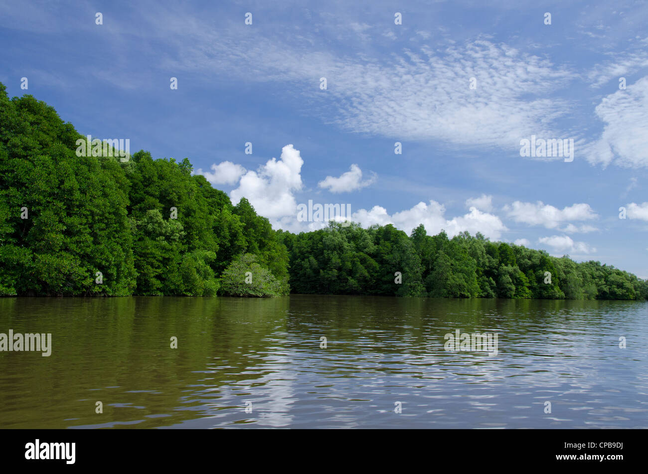 Borneo, Brunei. Dense mangrove forest along the Brunei river not far ...