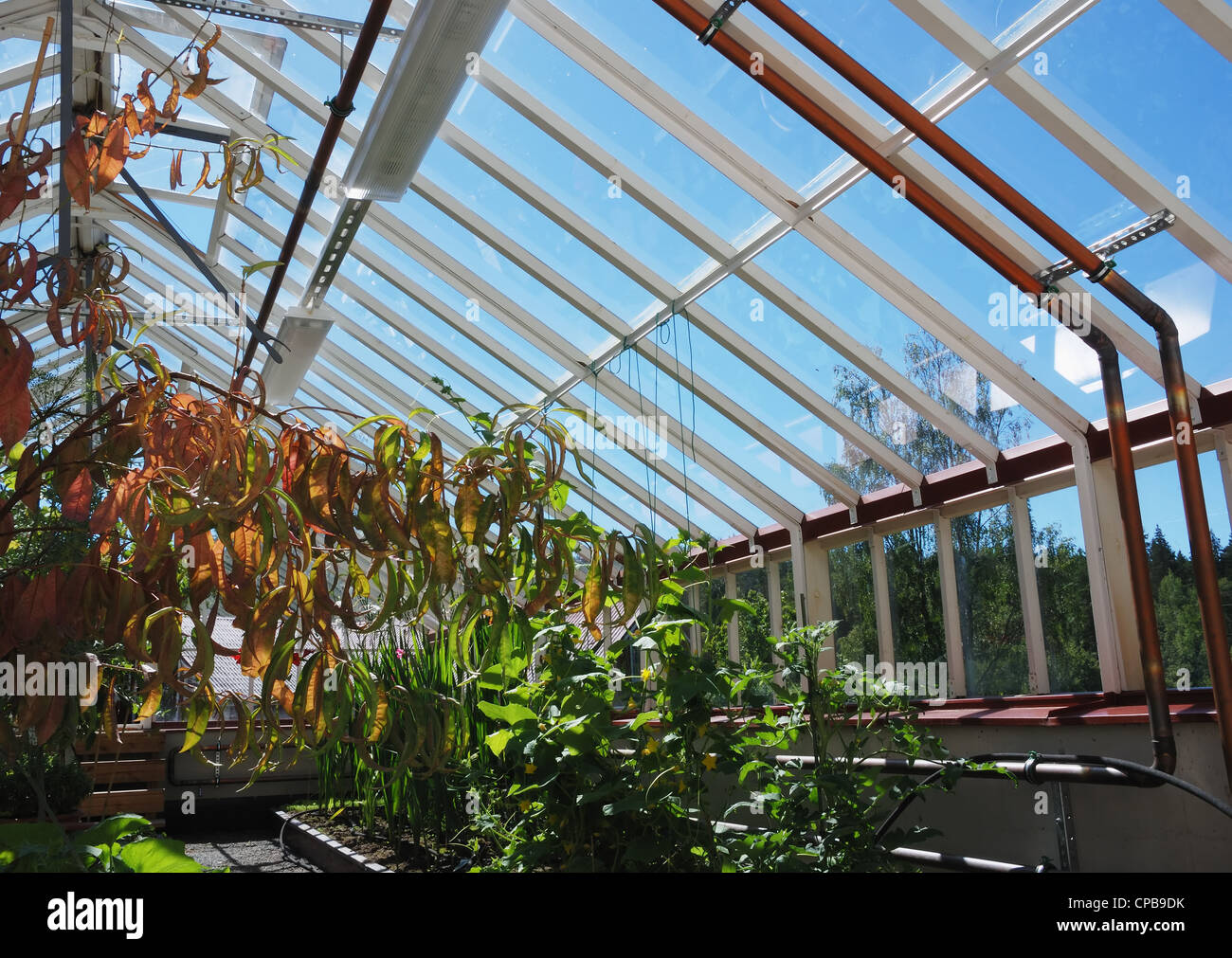 the interior of the large glass greenhouse Stock Photo - Alamy