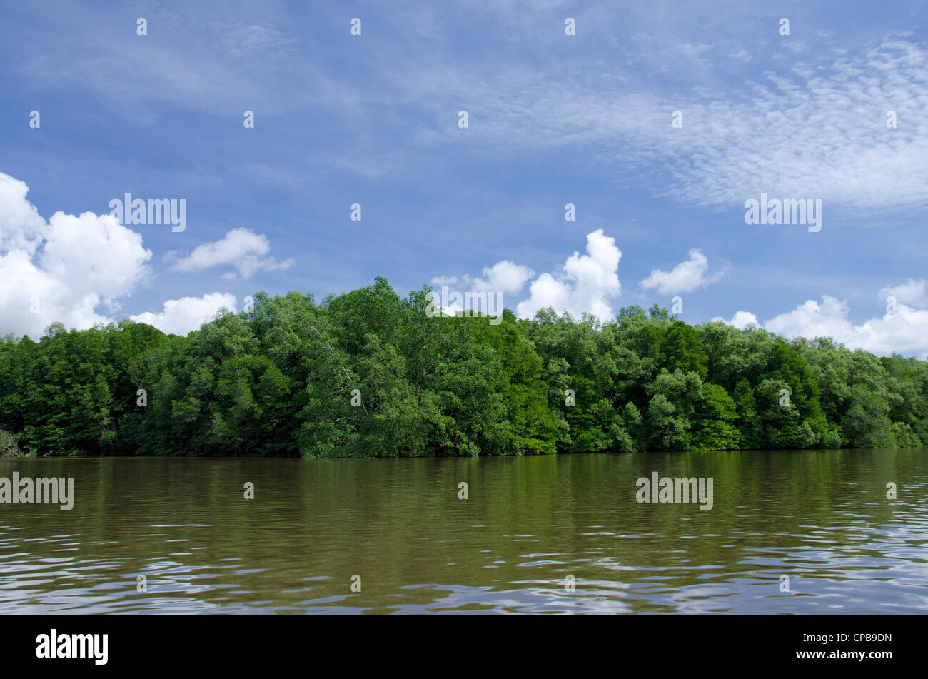 Borneo, Brunei. Dense mangrove forest along the Brunei river not far ...
