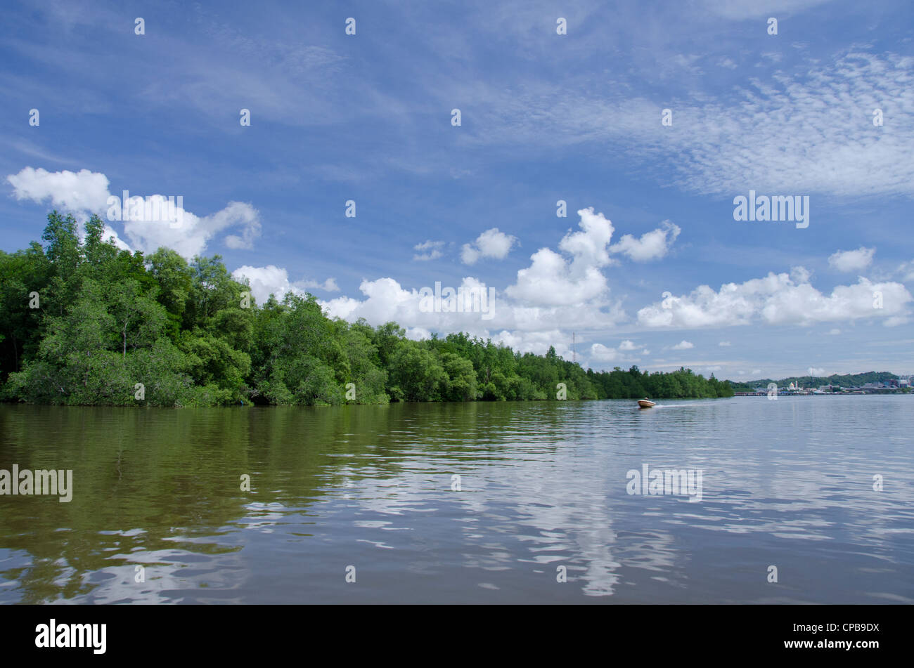 Borneo, Brunei. Dense mangrove forest along the Brunei river not far ...