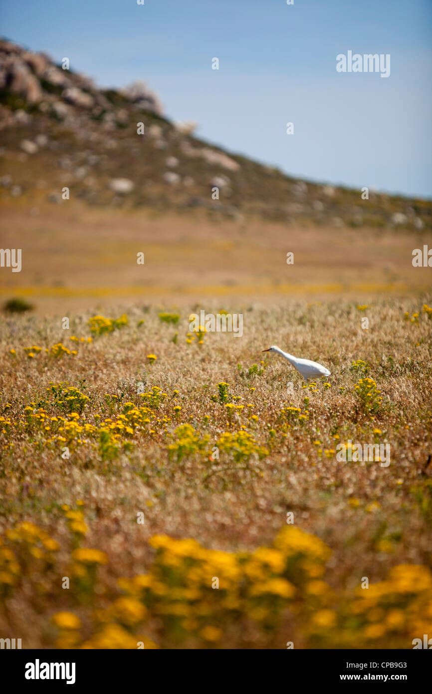 A white crane feeding in a field of yellow spring African wild flowers ...