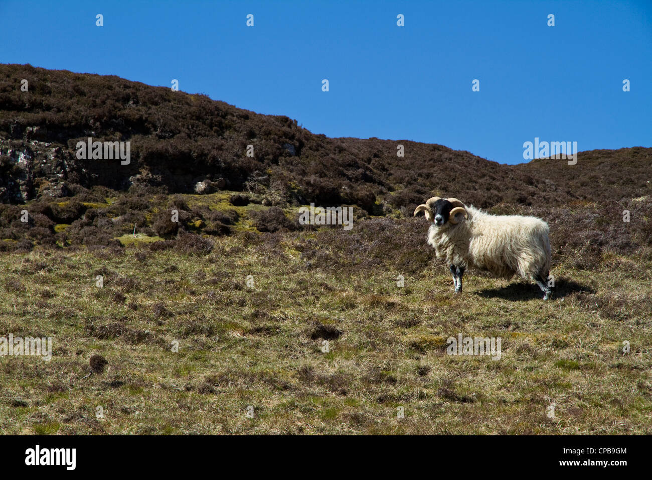 Curly horns sheep hi-res stock photography and images - Alamy